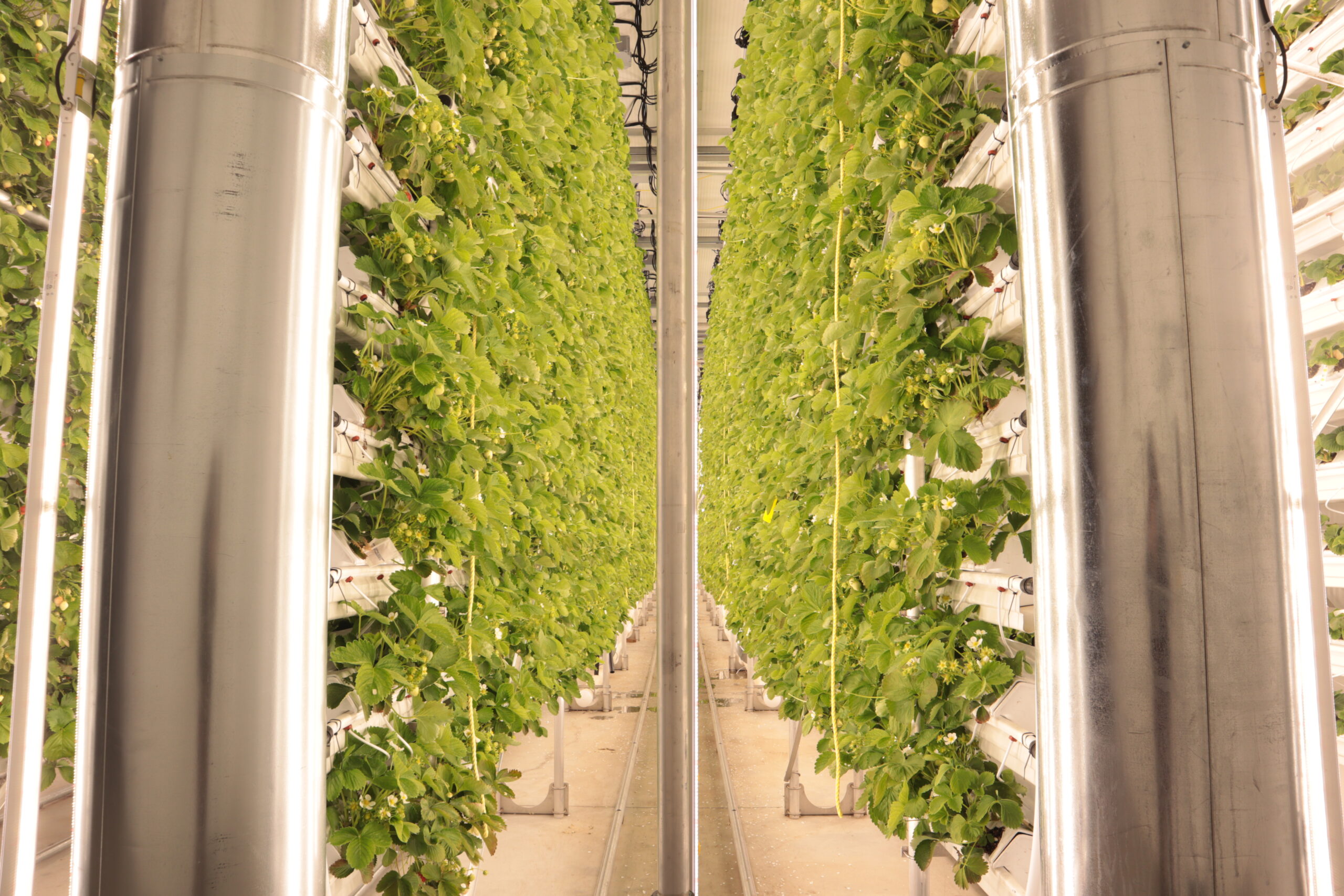 The Largest Controlled-Environment Vertical Strawberry Farm in Canada ...
